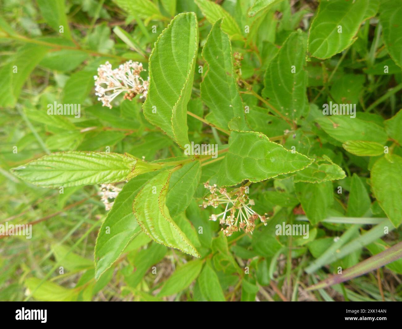 New Jersey tea (Ceanothus americanus) Plantae Stock Photo - Alamy