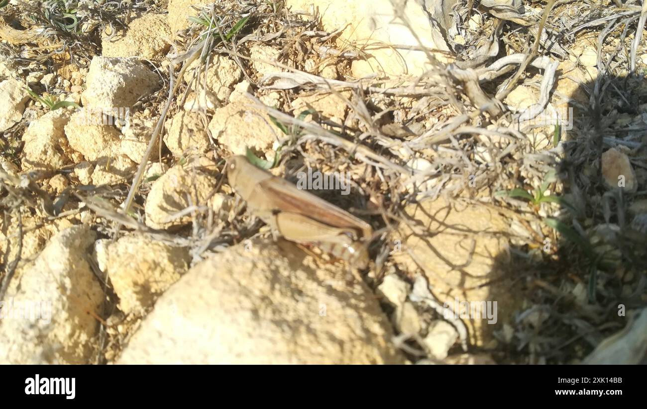 Barbarian Grasshopper (Calliptamus barbarus) Insecta Stock Photo - Alamy