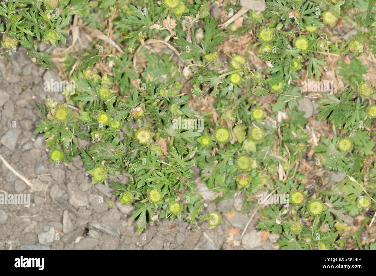 Carolina Bristlemallow (Modiola caroliniana) Plantae Stock Photo - Alamy