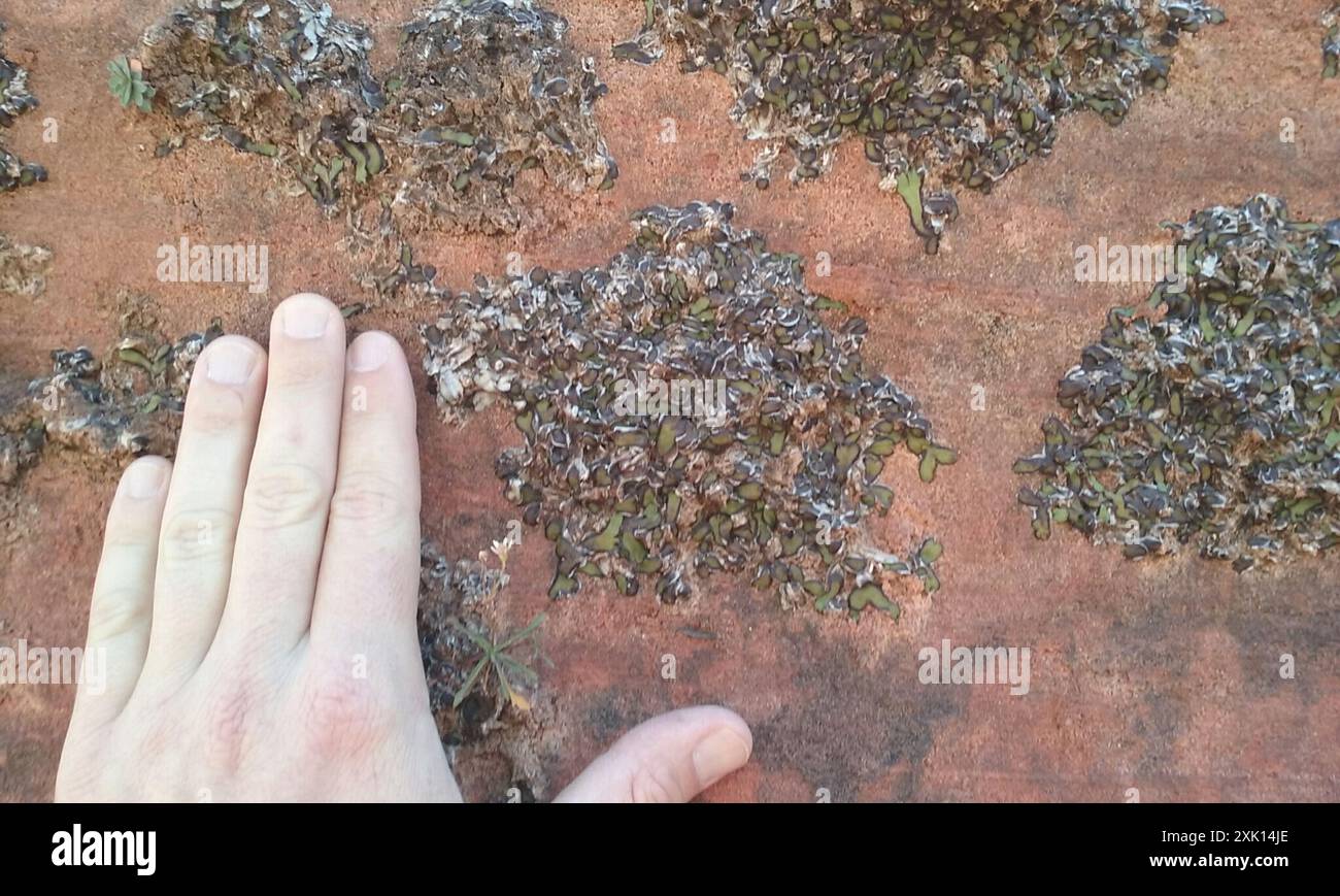 Marchantiopsida hi-res stock photography and images - Alamy