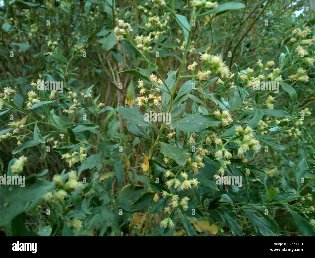 groundsel tree (Baccharis halimifolia) Plantae Stock Photo - Alamy