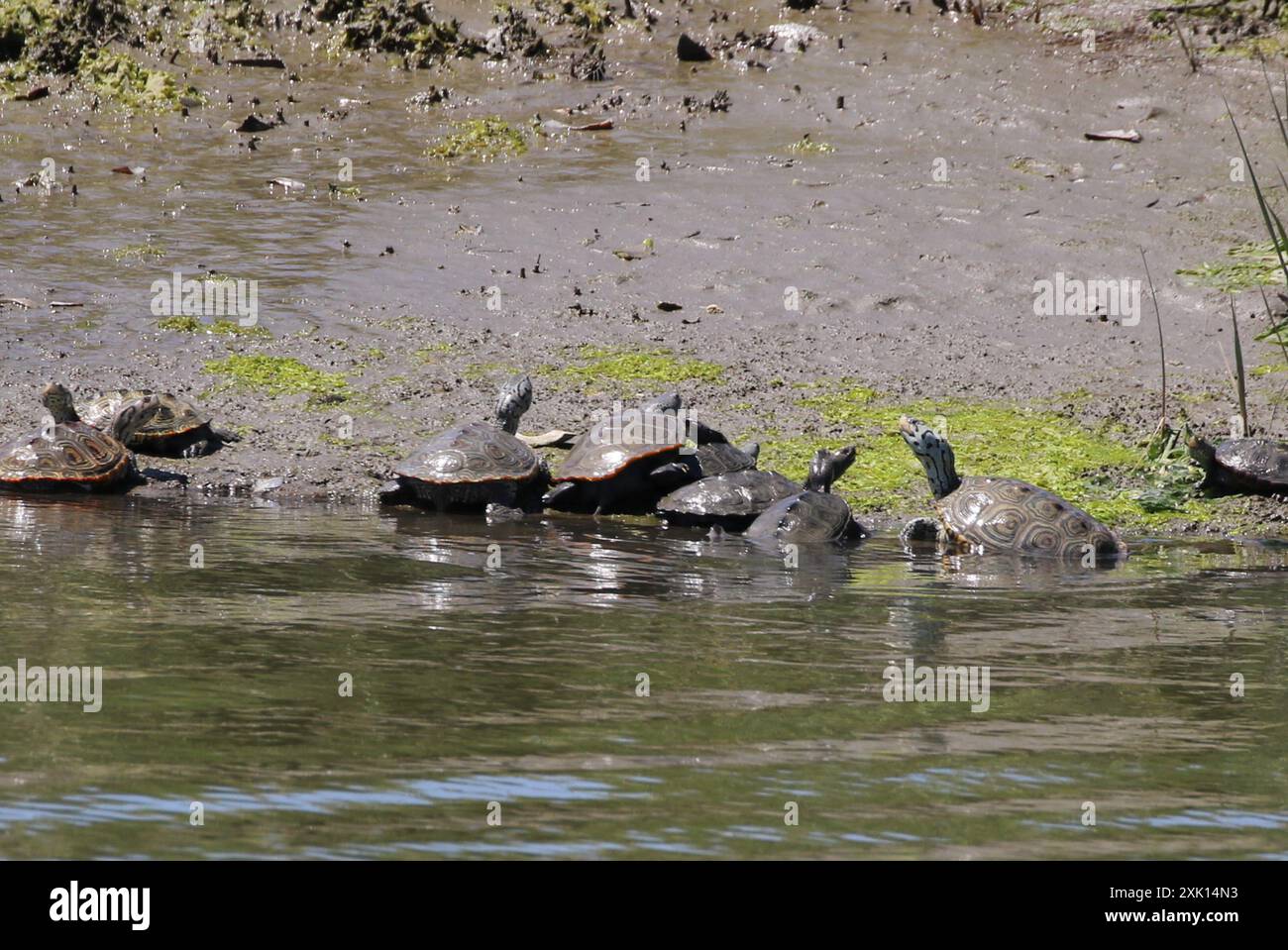 Northern Diamondback Terrapin (Malaclemys terrapin terrapin) Reptilia ...