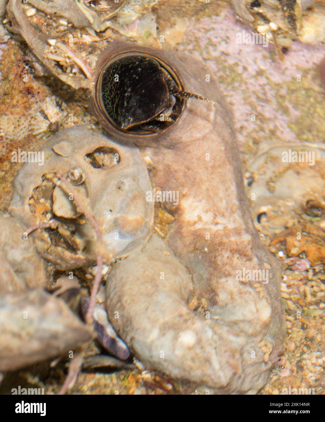 Vermetidae hi-res stock photography and images - Alamy