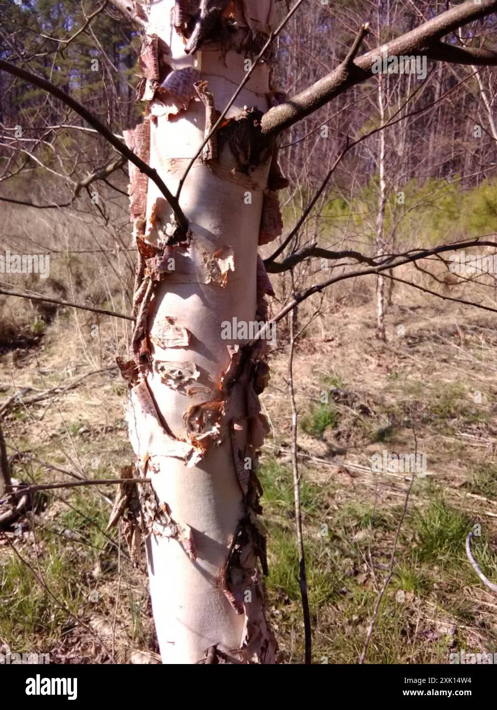 Birch family betulaceae hi-res stock photography and images - Alamy