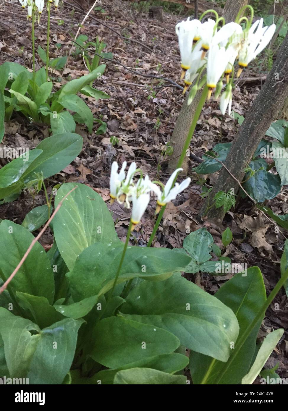 eastern shooting star (Primula meadia) Plantae Stock Photo - Alamy