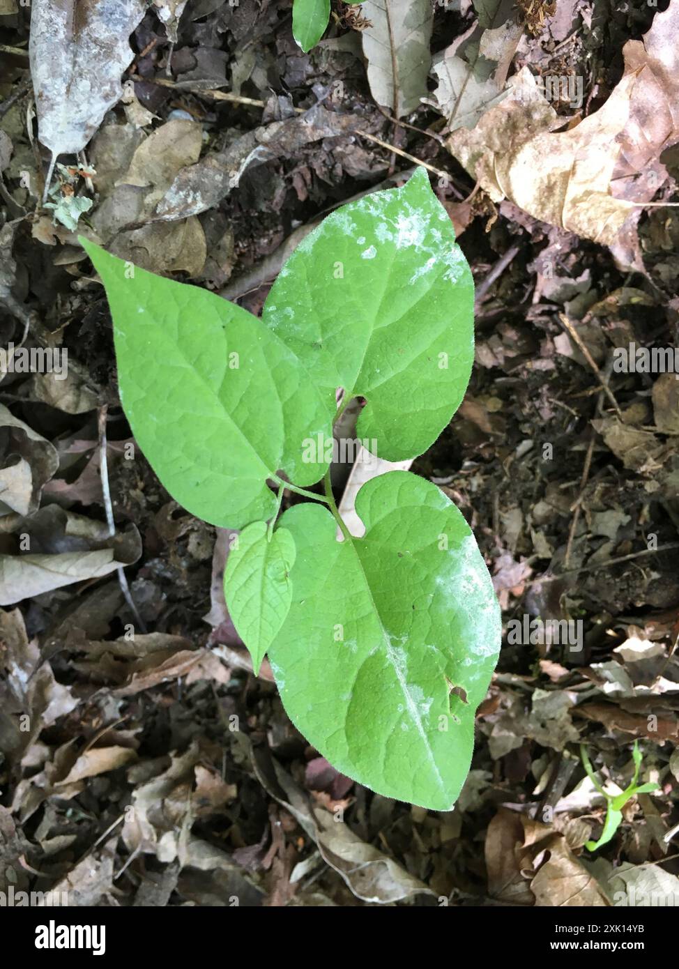 Virginia snakeroot (Aristolochia serpentaria) Plantae Stock Photo - Alamy