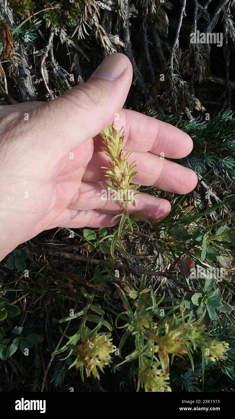 dwarf alpine Indian paintbrush (Castilleja nana) Plantae Stock Photo ...