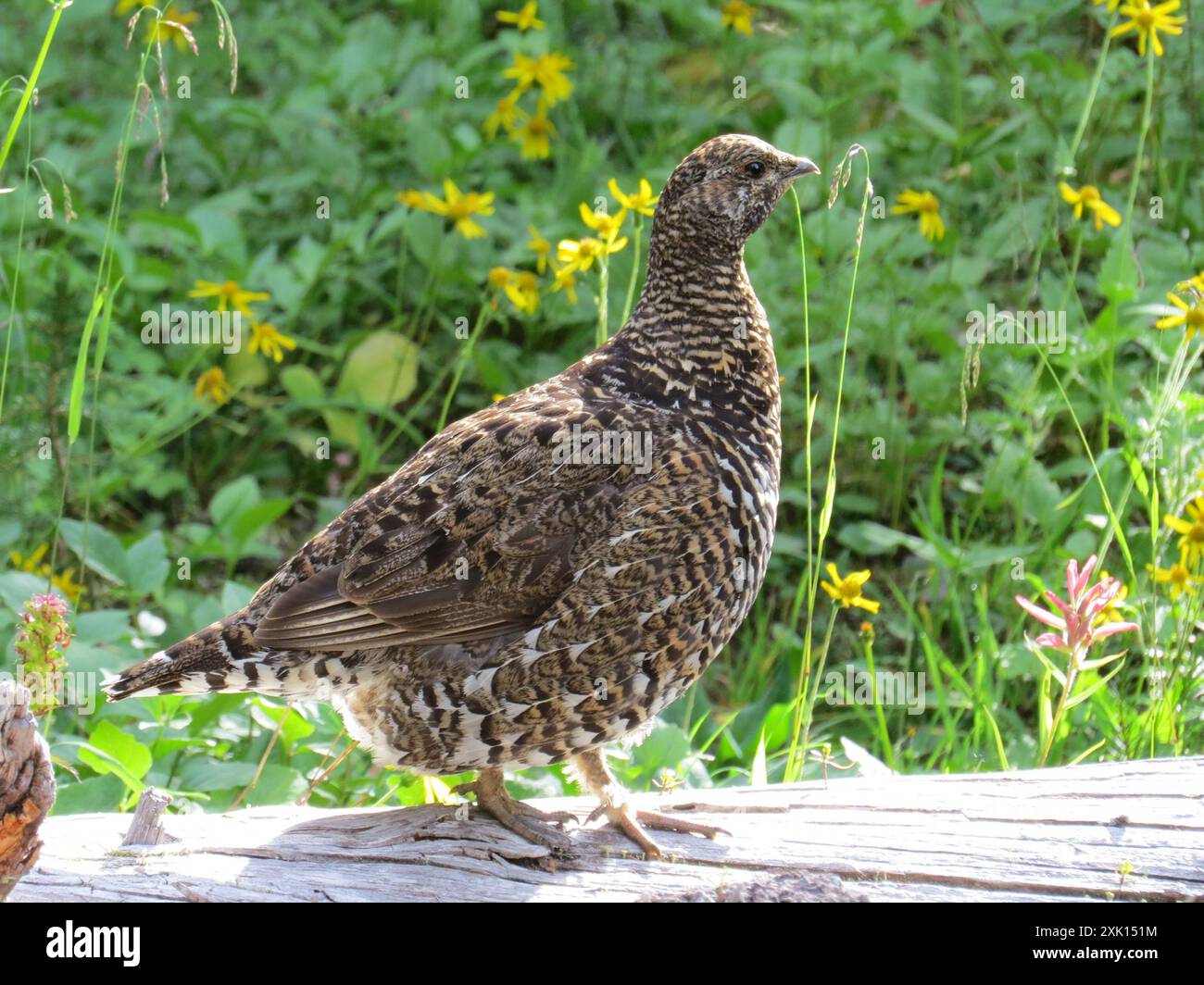 Franklin's Grouse (Canachites canadensis franklinii) Aves Stock Photo ...