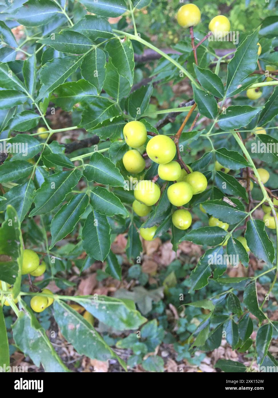 Chinaberry (Melia azedarach) Plantae Stock Photo - Alamy