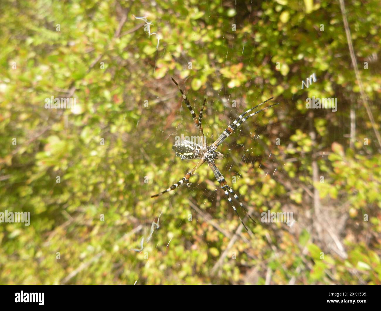 Florida Garden Spider (Argiope florida) Arachnida Stock Photo - Alamy