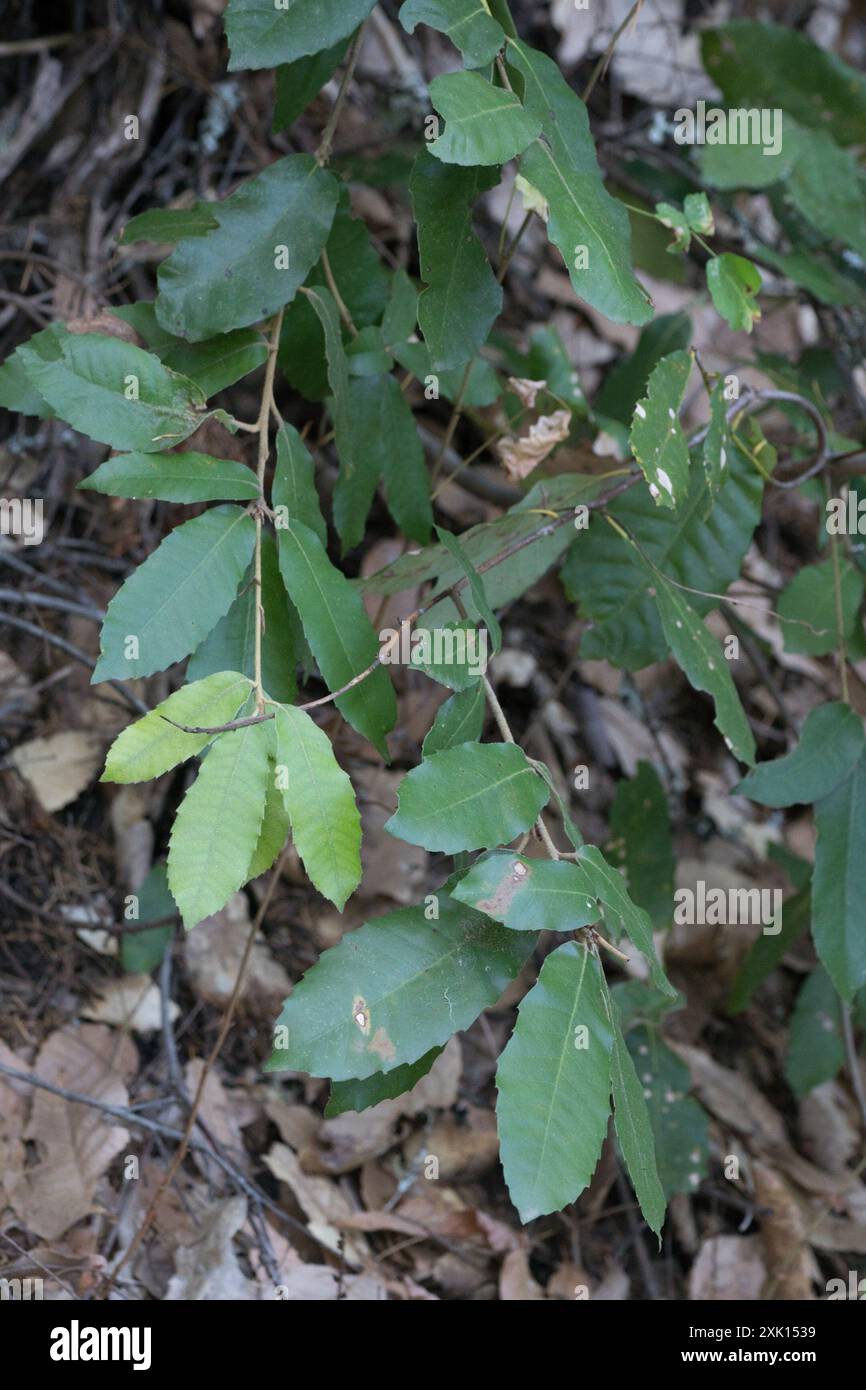 Tanoak (Notholithocarpus densiflorus) Plantae Stock Photo - Alamy