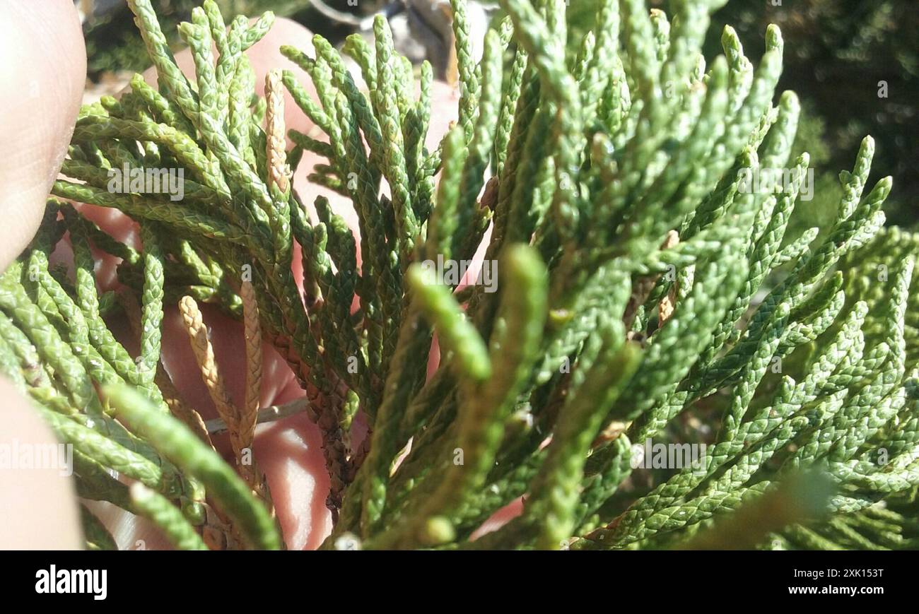 Juniperus grandis hi-res stock photography and images - Alamy
