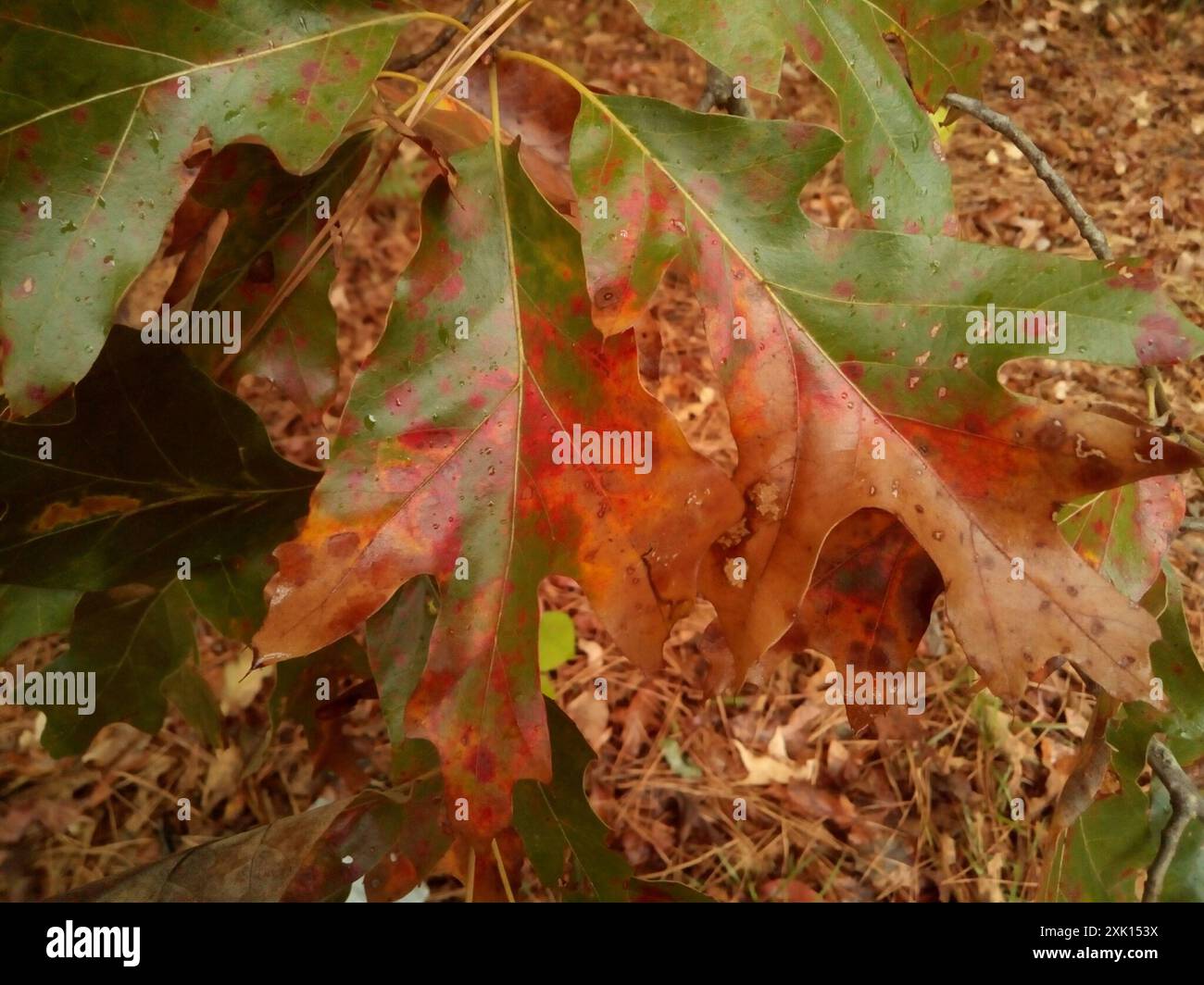 southern red oak (Quercus falcata) Plantae Stock Photo - Alamy