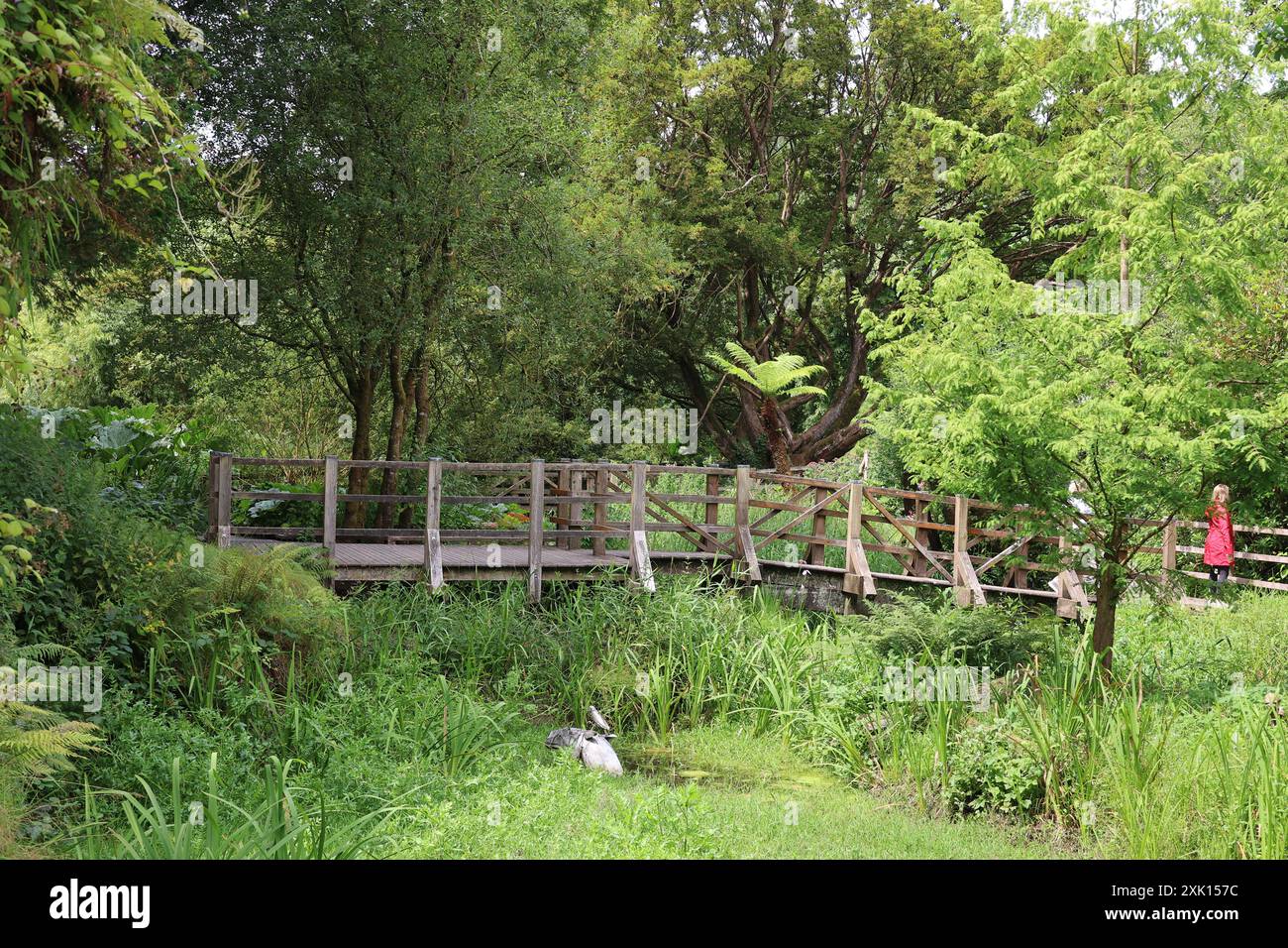View the jungle at Blarney Castle in Blarney, County Cork, Ireland on ...