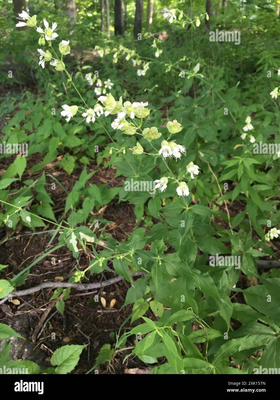 starry campion (Silene stellata) Plantae Stock Photo - Alamy