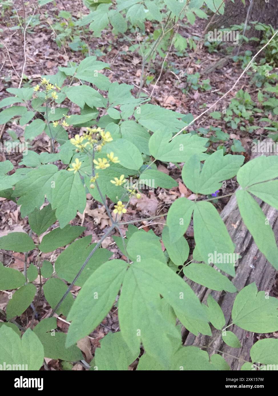 blue cohosh (Caulophyllum thalictroides) Plantae Stock Photo - Alamy