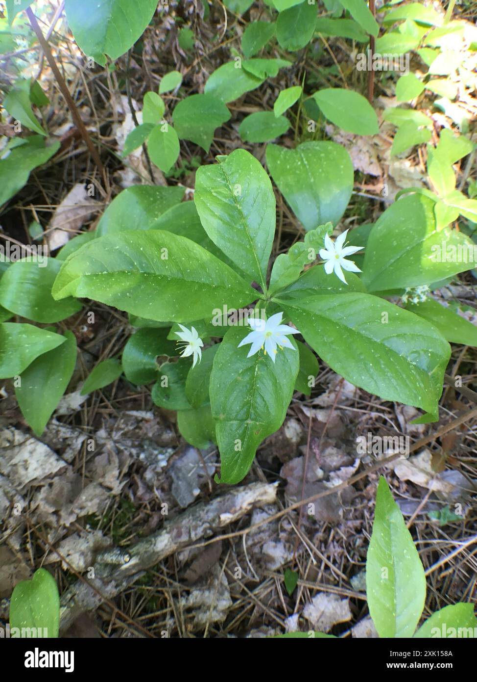 northern starflower (Lysimachia borealis) Plantae Stock Photo - Alamy