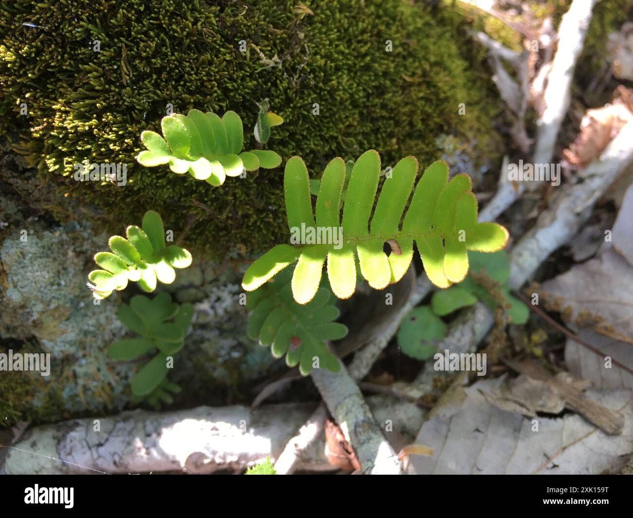 resurrection fern (Pleopeltis michauxiana) Plantae Stock Photo - Alamy