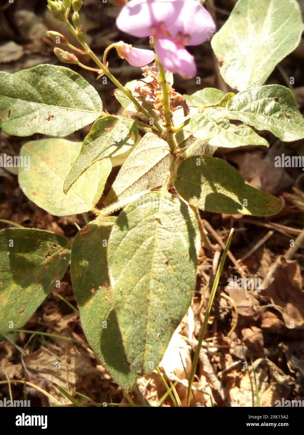 ticktrefoils (Desmodium) Plantae Stock Photo - Alamy