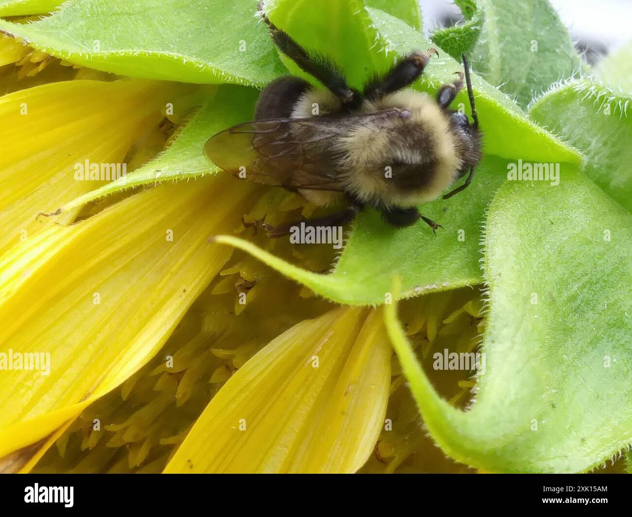 Common Eastern Bumble Bee (Bombus impatiens) Insecta Stock Photo - Alamy