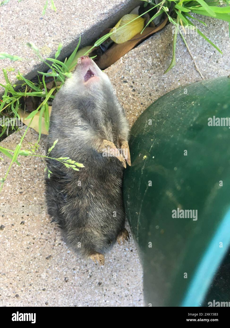 Cape Golden Mole (Chrysochloris asiatica) Mammalia Stock Photo - Alamy