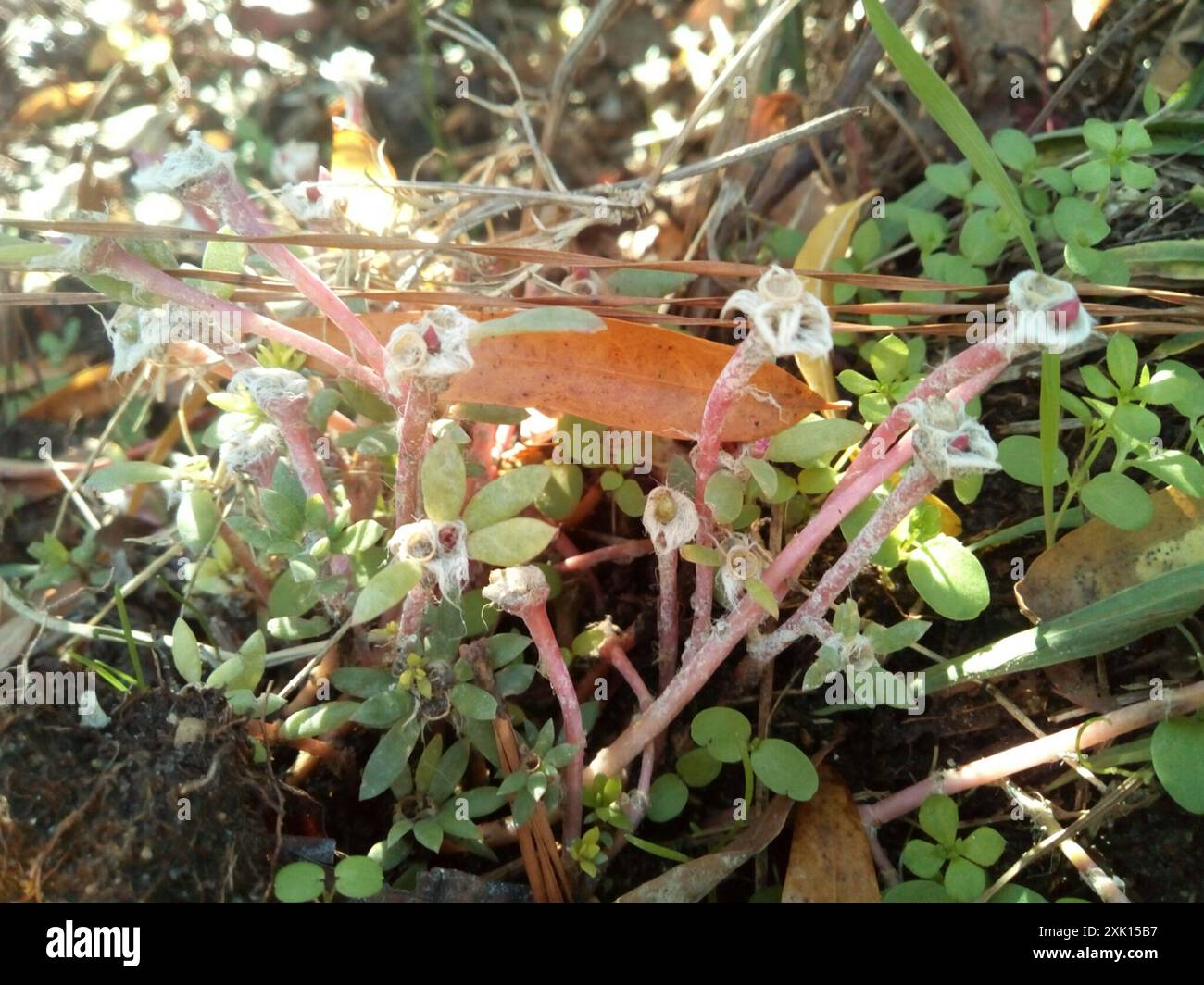Paraguayan Purslane (Portulaca amilis) Plantae Stock Photo - Alamy