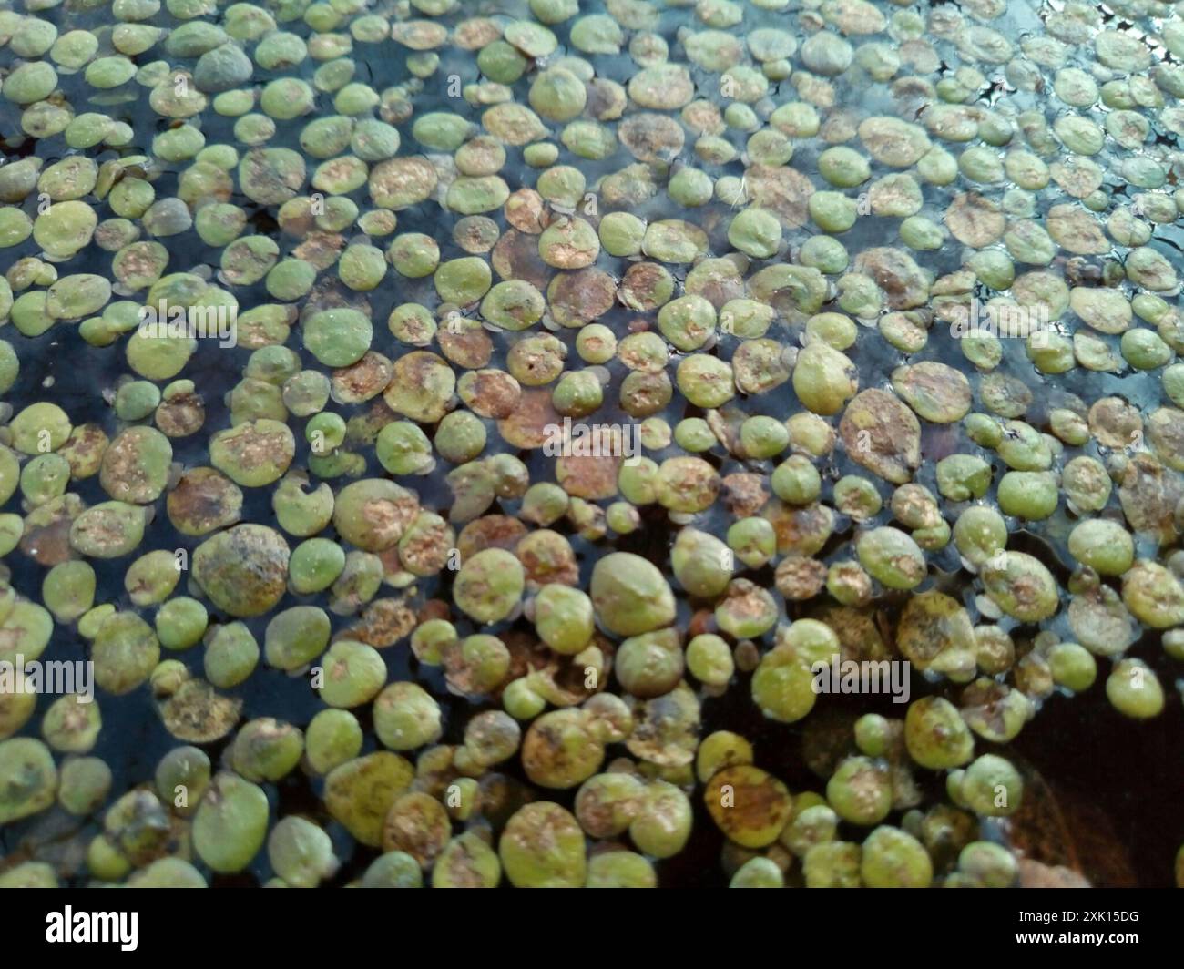 greater duckweed (Spirodela polyrhiza) Plantae Stock Photo - Alamy