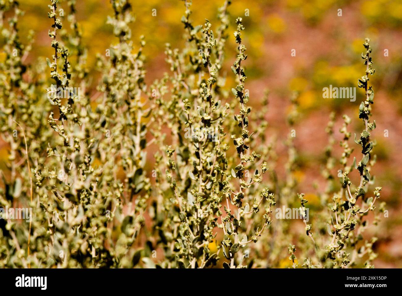 Mound Saltbush (Atriplex obovata) Plantae Stock Photo - Alamy