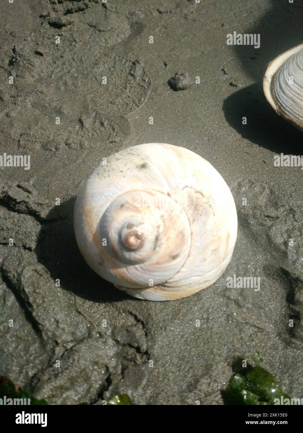 Northern Moonsnail (Euspira heros) Mollusca Stock Photo - Alamy