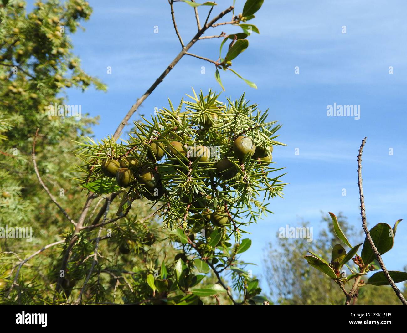 western prickly juniper (Juniperus oxycedrus) Plantae Stock Photo - Alamy