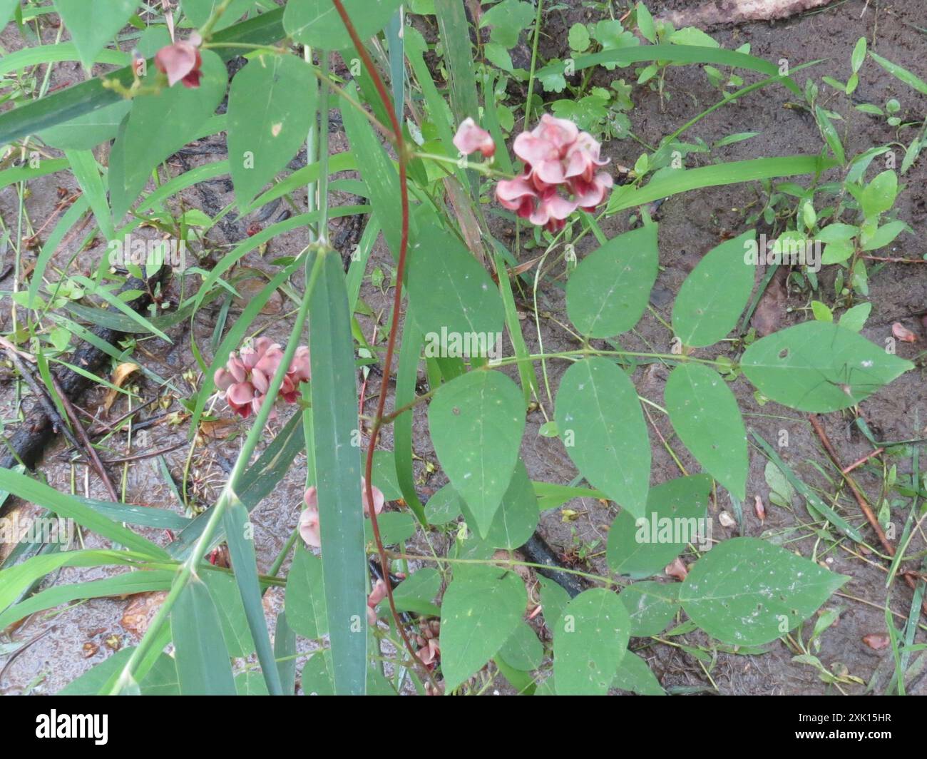 American groundnut (Apios americana) Plantae Stock Photo - Alamy
