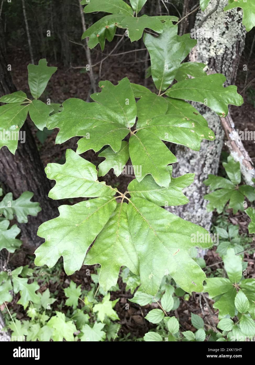 southern red oak (Quercus falcata) Plantae Stock Photo - Alamy