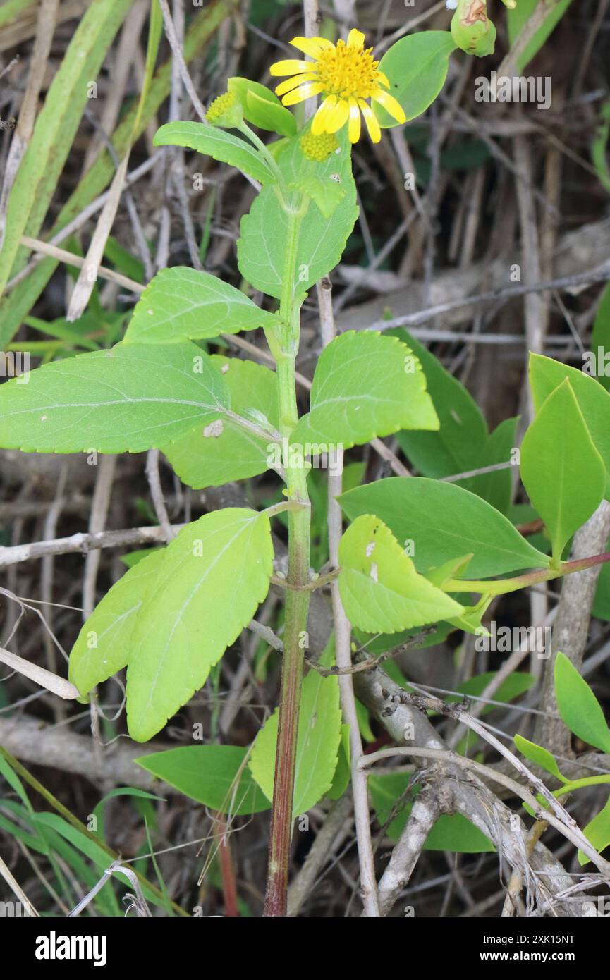beach sunflower (Wollastonia uniflora) Plantae Stock Photo - Alamy