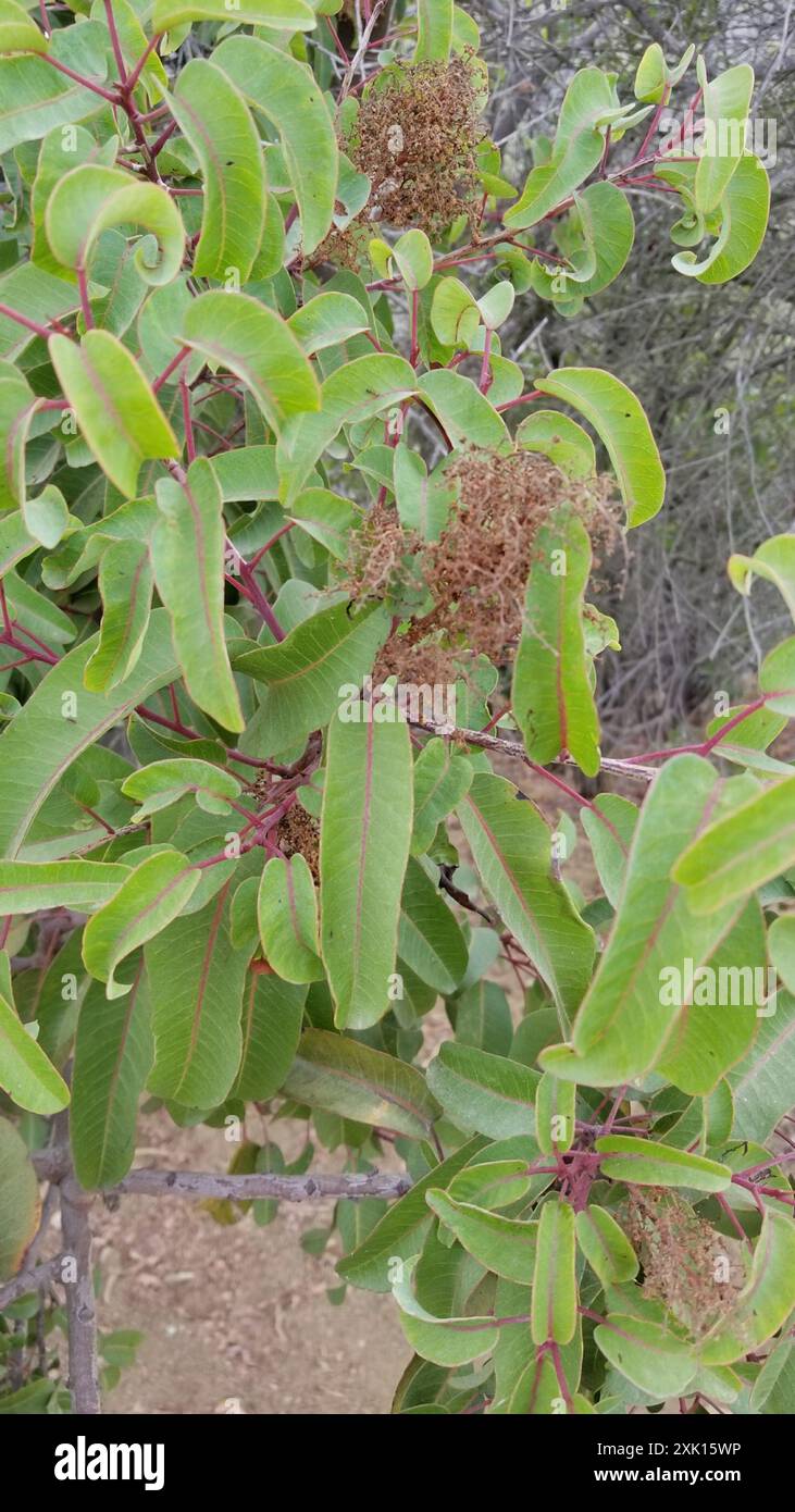 laurel sumac (Malosma laurina) Plantae Stock Photo - Alamy