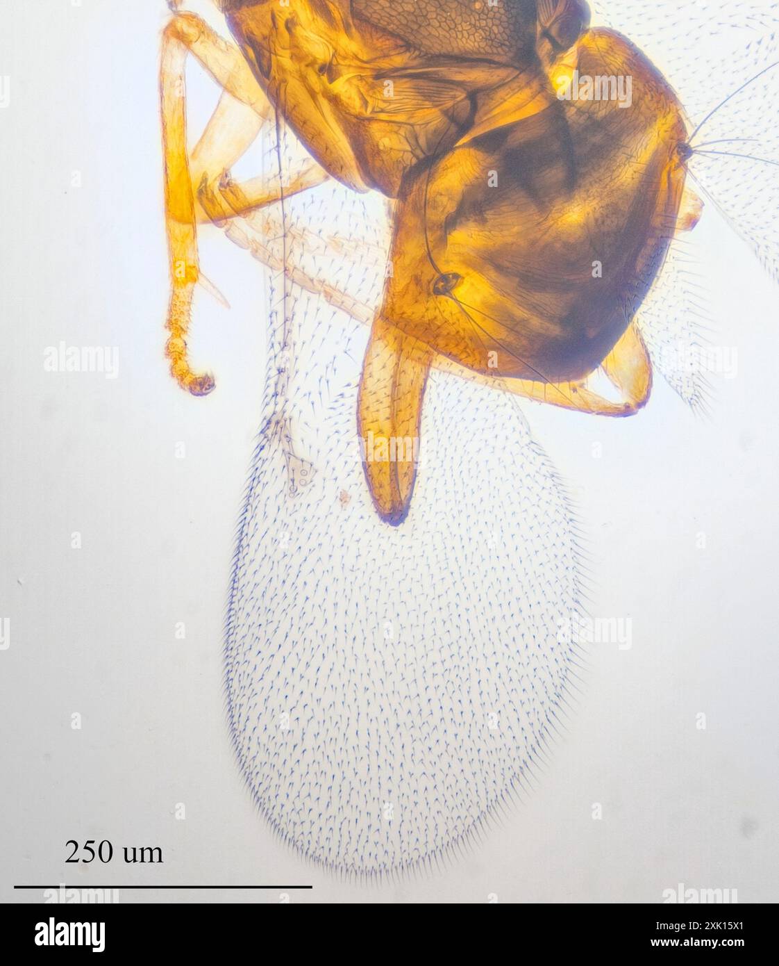 Encyrtidae hi-res stock photography and images - Alamy