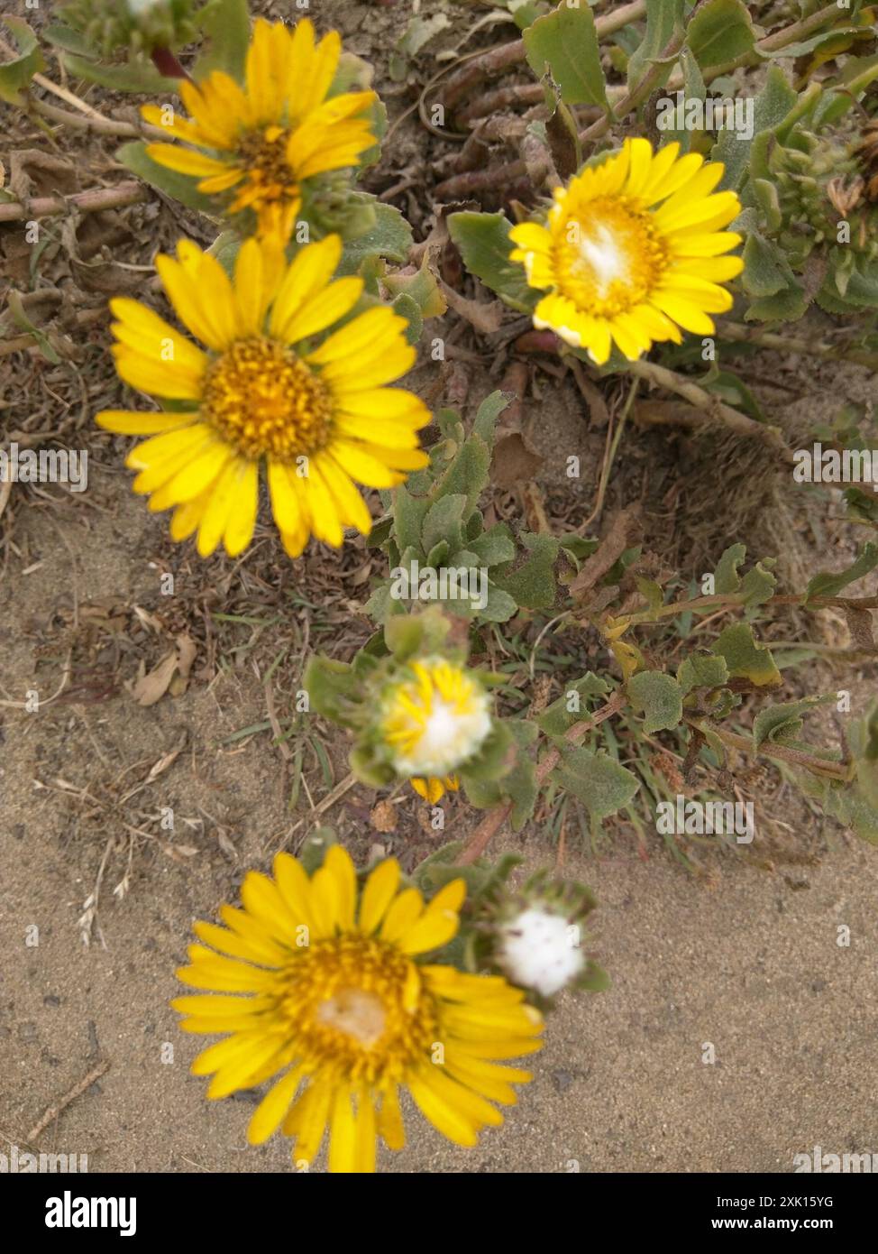Oregon Gumplant (Grindelia stricta) Plantae Stock Photo - Alamy