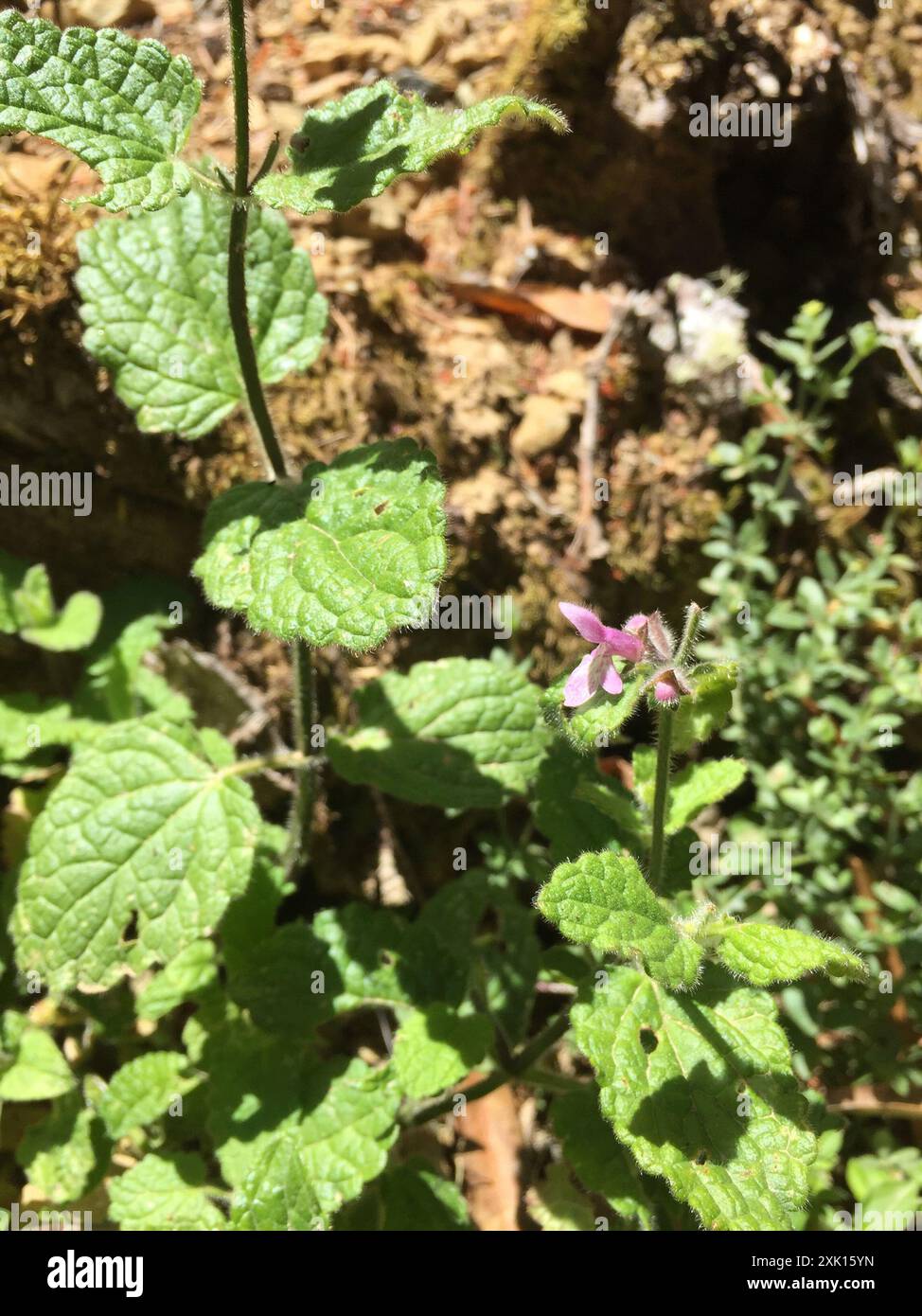 Rough Hedgenettle (Stachys rigida) Plantae Stock Photo - Alamy