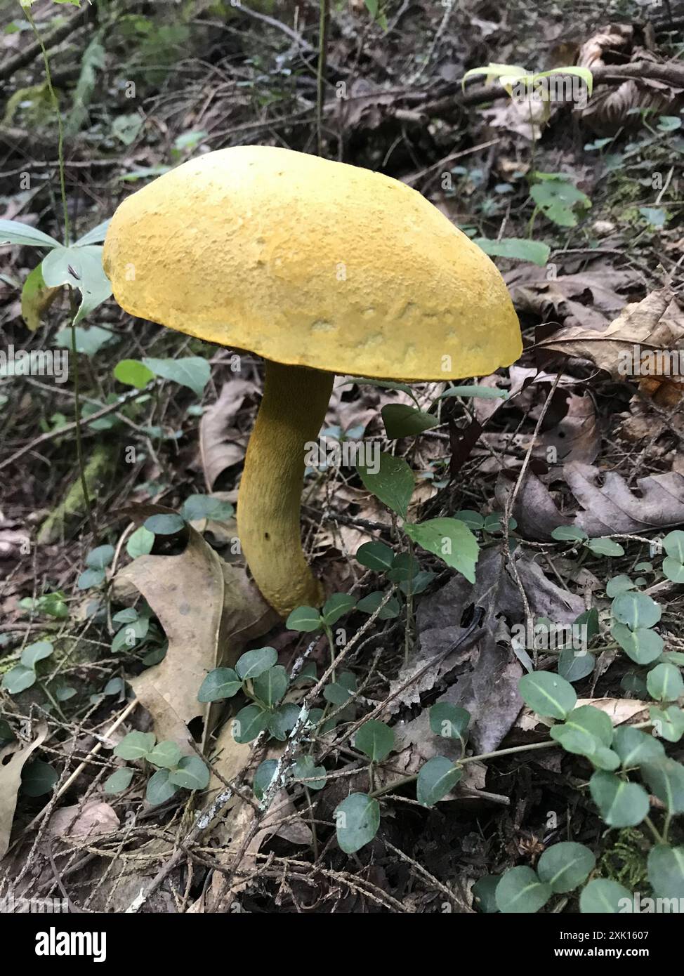 Ornate-stalked bolete (Retiboletus ornatipes) Fungi Stock Photo - Alamy