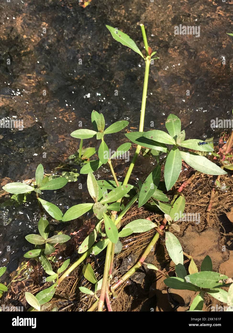 Alligatorweed (Alternanthera philoxeroides) Plantae Stock Photo - Alamy