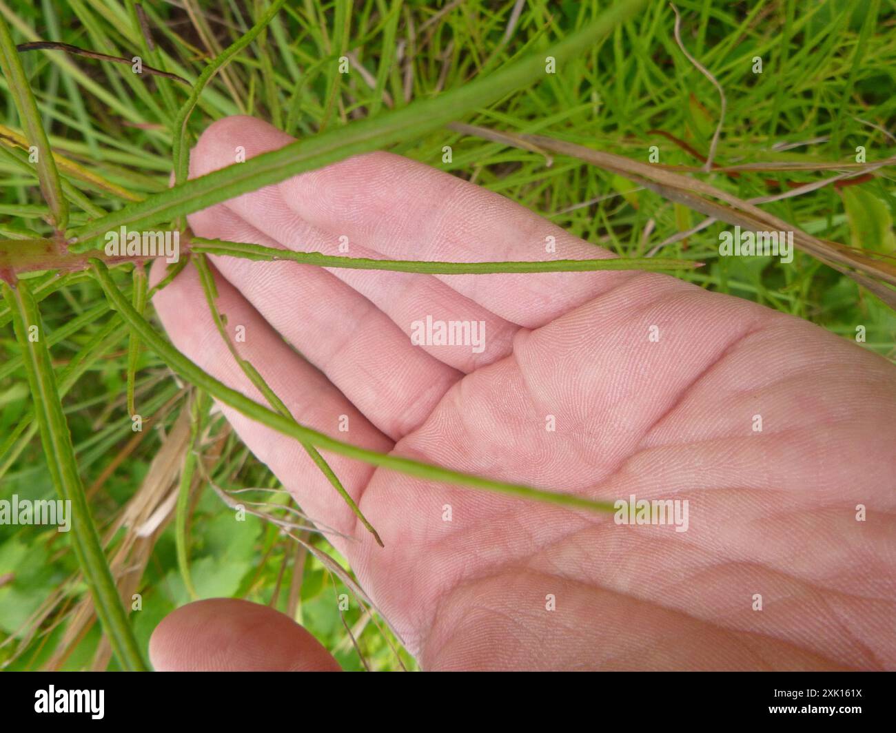 Narrow Leaf Ironweed (Vernonia angustifolia) Plantae Stock Photo - Alamy