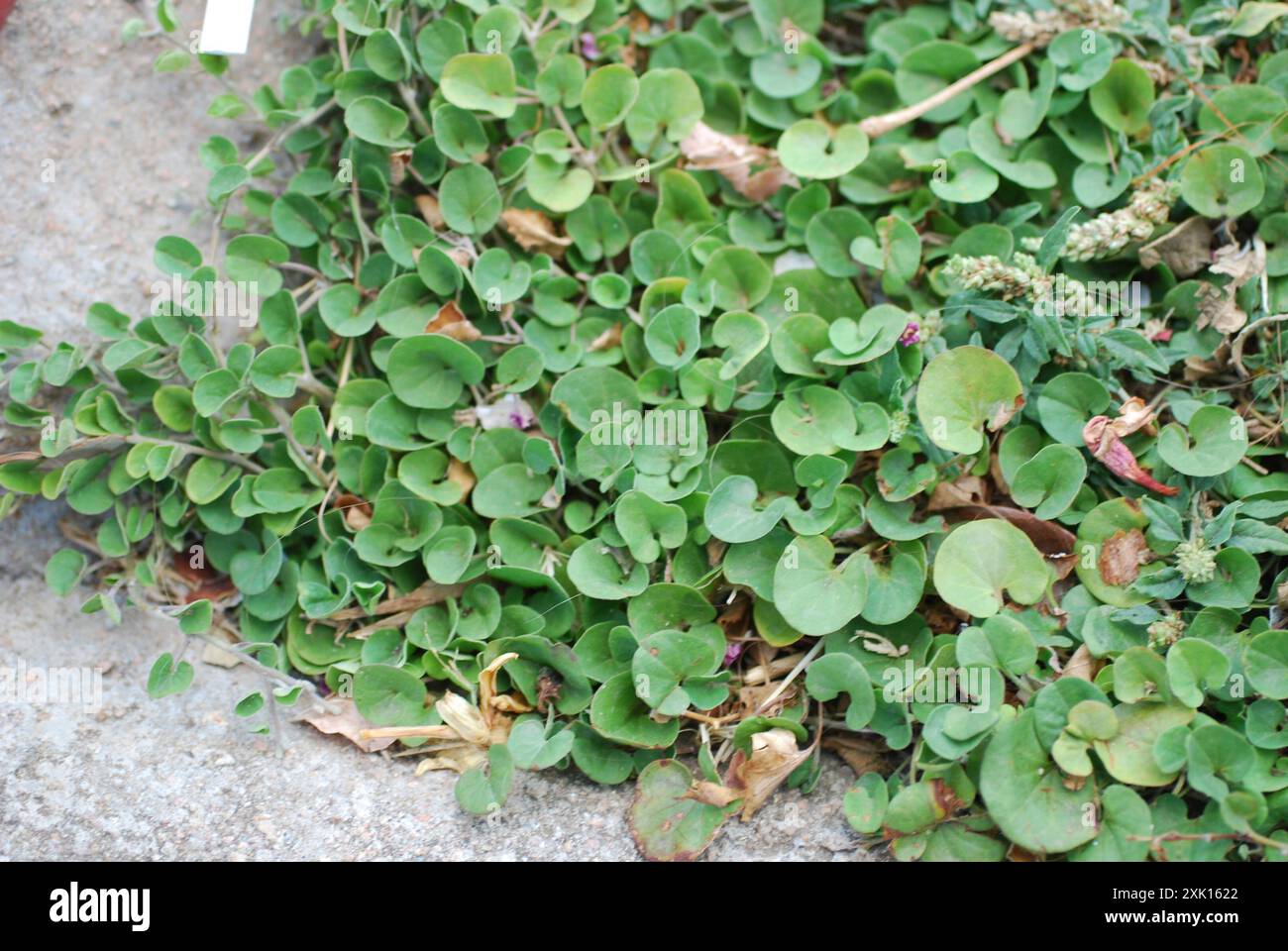 Kidney weed dichondra repens hi-res stock photography and images - Alamy