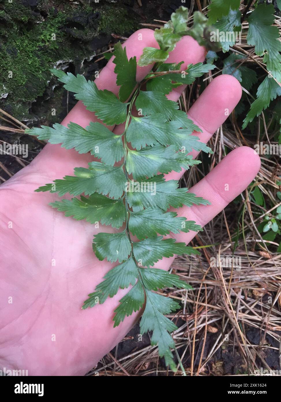 Mare's Tail Fern (Asplenium polyodon) Plantae Stock Photo - Alamy