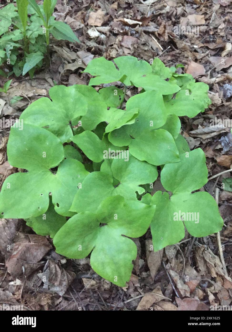 sharp-lobed hepatica (Hepatica acutiloba) Plantae Stock Photo - Alamy