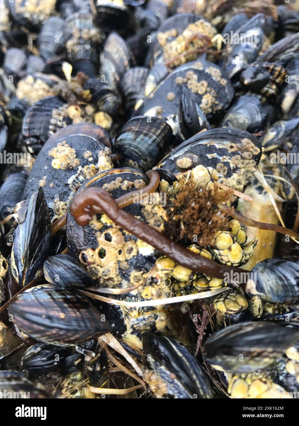 Nemalion sea noodle hi-res stock photography and images - Alamy