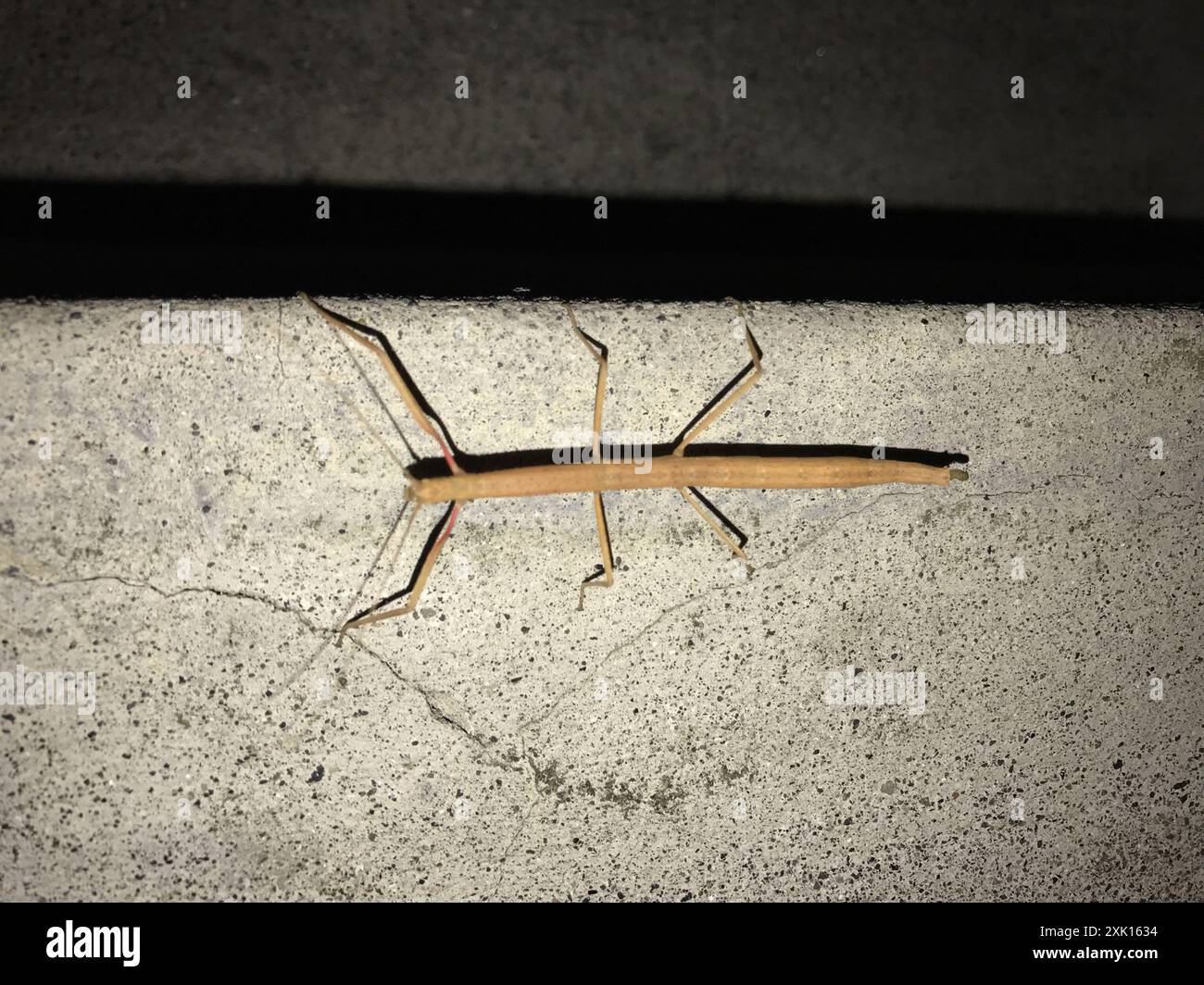Indian Walking Stick (Carausius morosus) Insecta Stock Photo - Alamy