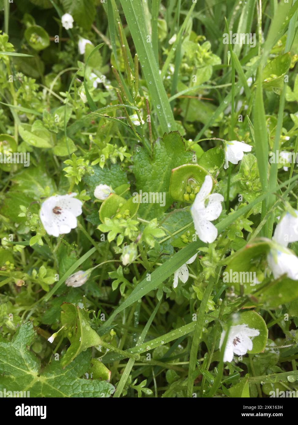 white baby blue eyes (Nemophila menziesii atomaria) Plantae Stock Photo ...