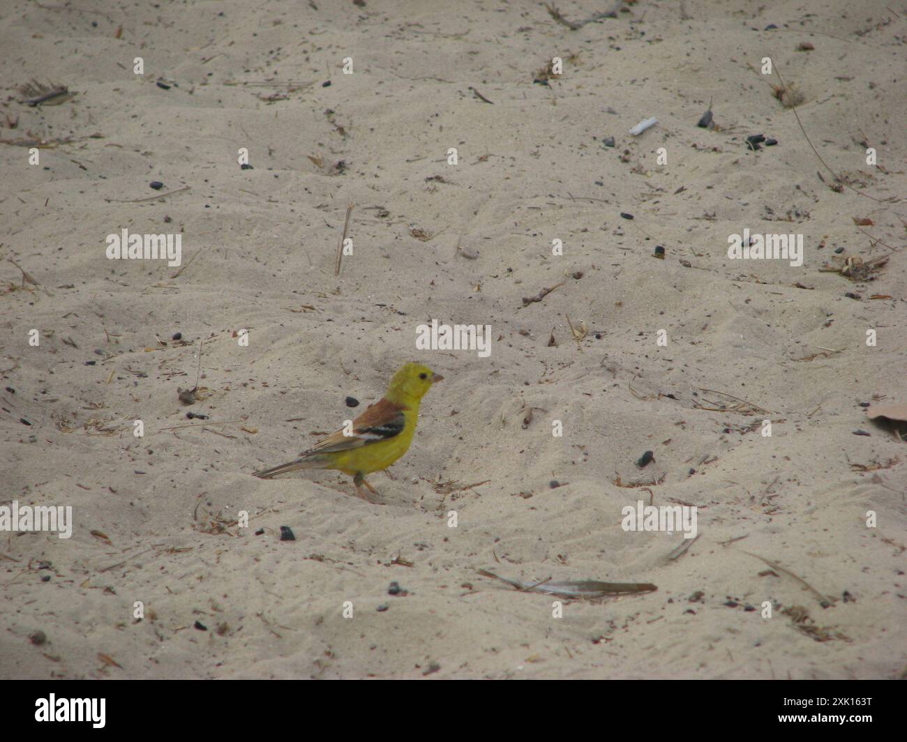 Sudan golden sparrow hi-res stock photography and images - Alamy