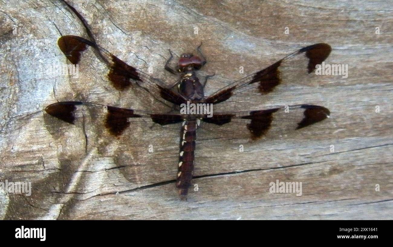Common Whitetail (Plathemis lydia) Insecta Stock Photo - Alamy