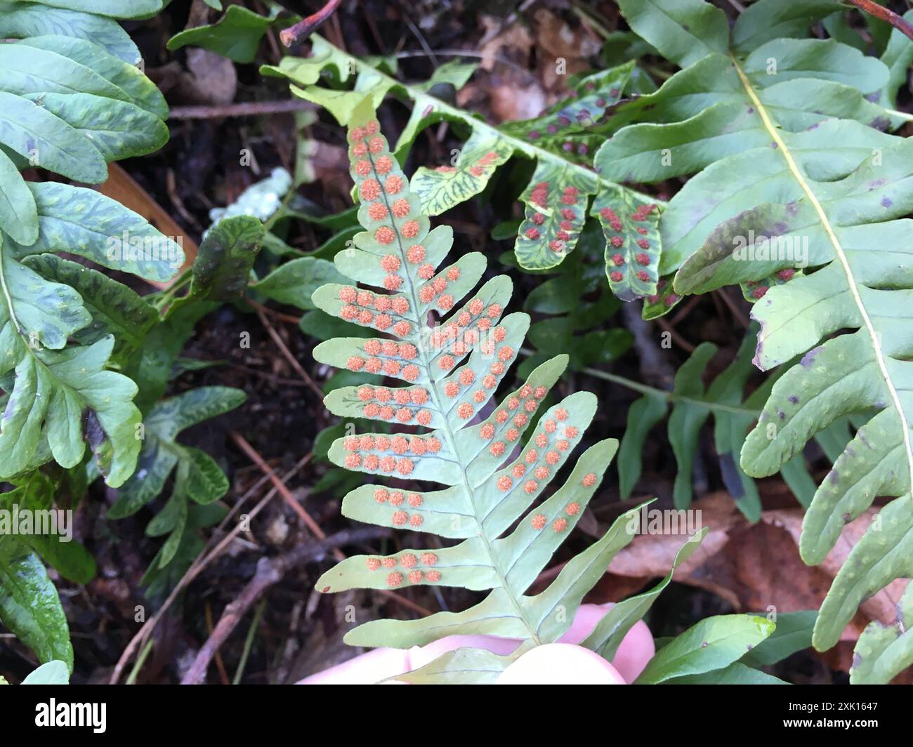 rock polypody (Polypodium virginianum) Plantae Stock Photo - Alamy
