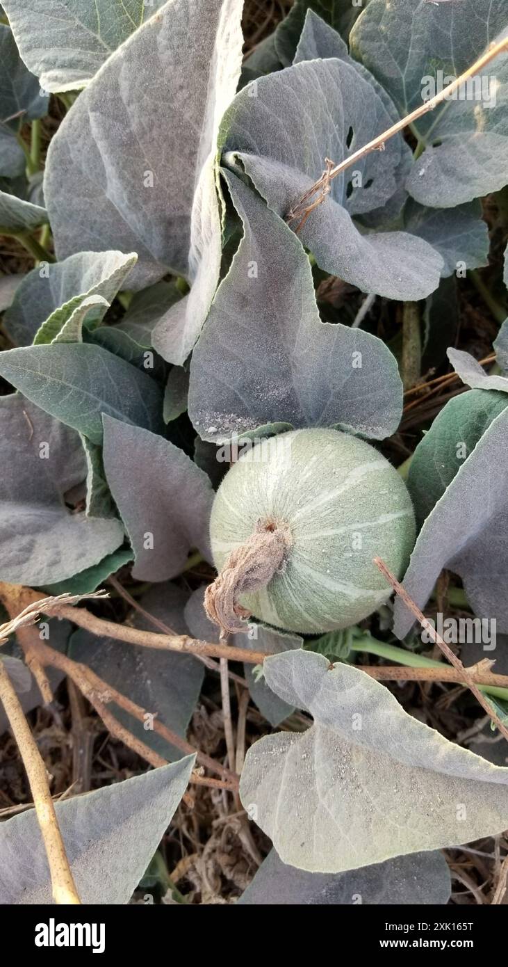 Buffalo Gourd (Cucurbita foetidissima) Plantae Stock Photo - Alamy